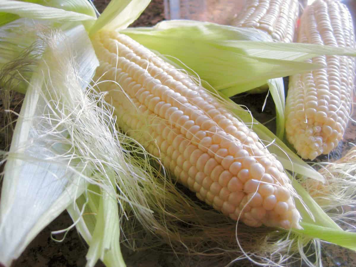 Simple Things - Sweet Corn - My Own Sweet Thyme